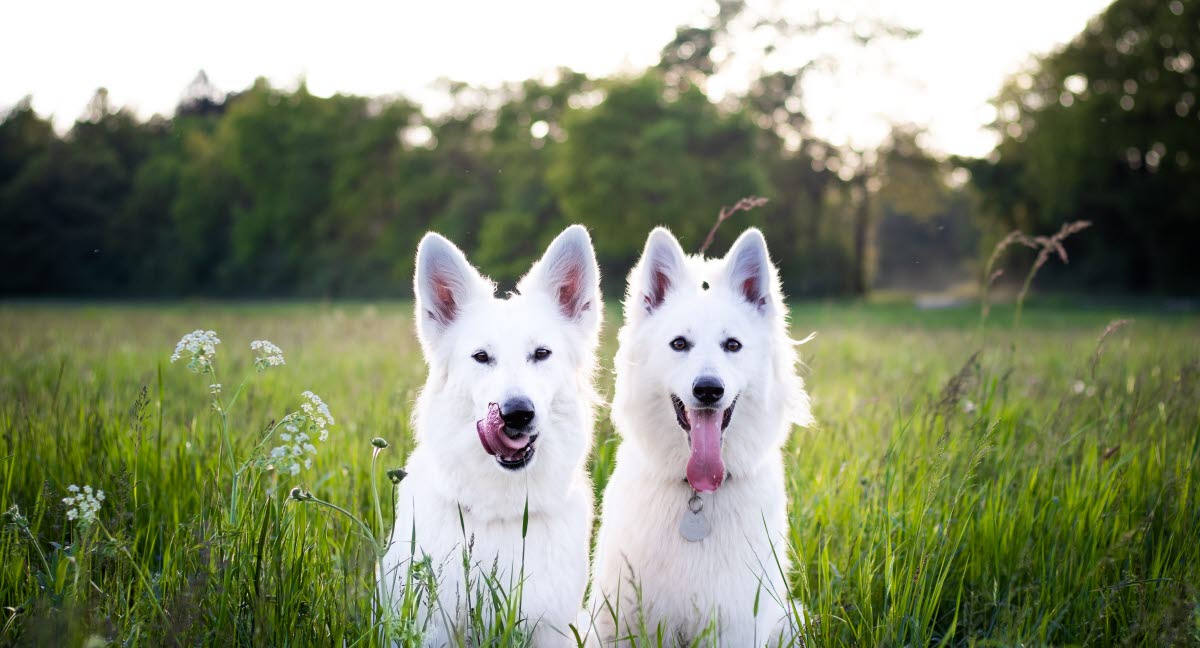 Leishmaniose beim Hund - Agria Tierversicherung