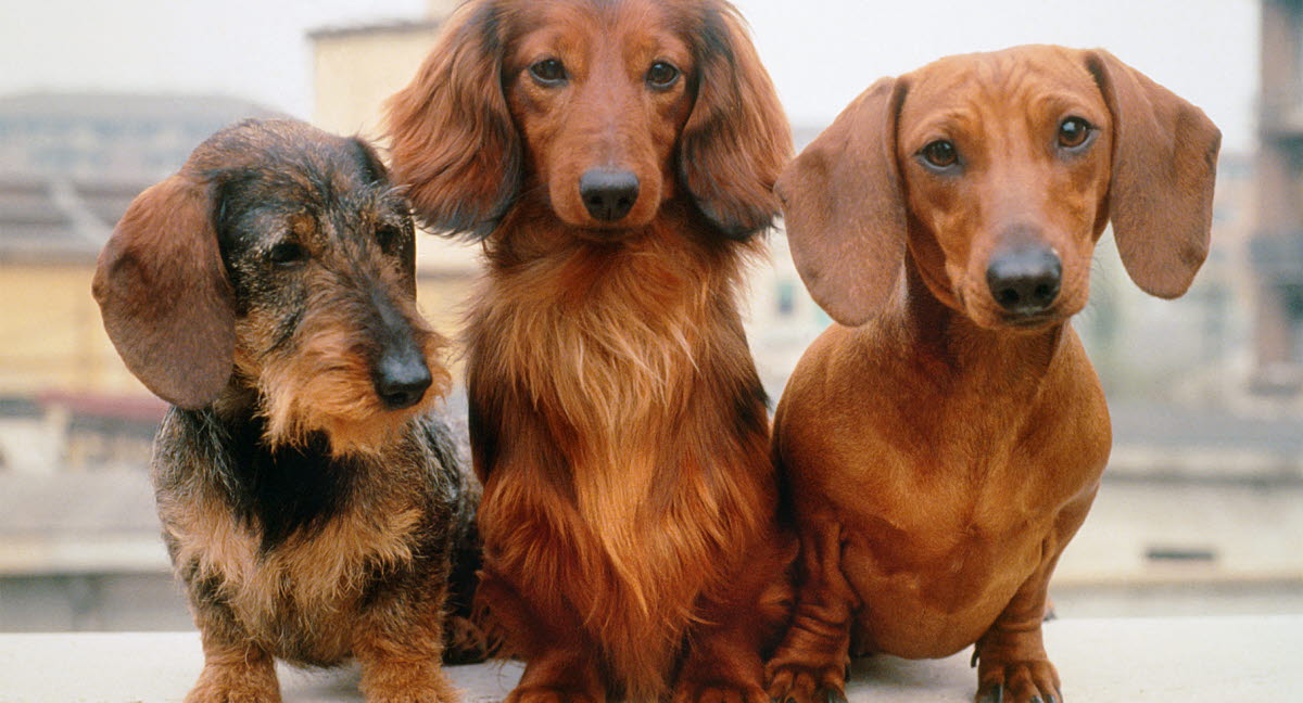 Dackel - Agria Rassenprofil - Agria Tierversicherung