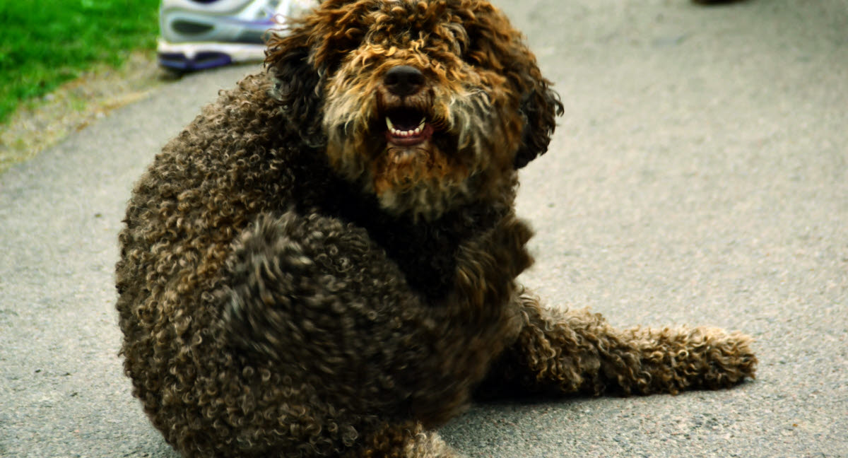 Läuse und Haarlinge beim Hund | Symptome, Unterschiede, Behandlung ...