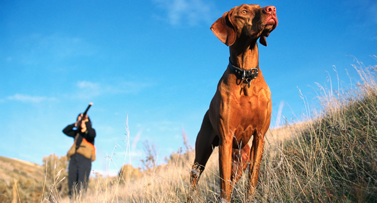 Jagdhunde - Agria Tierversicherung