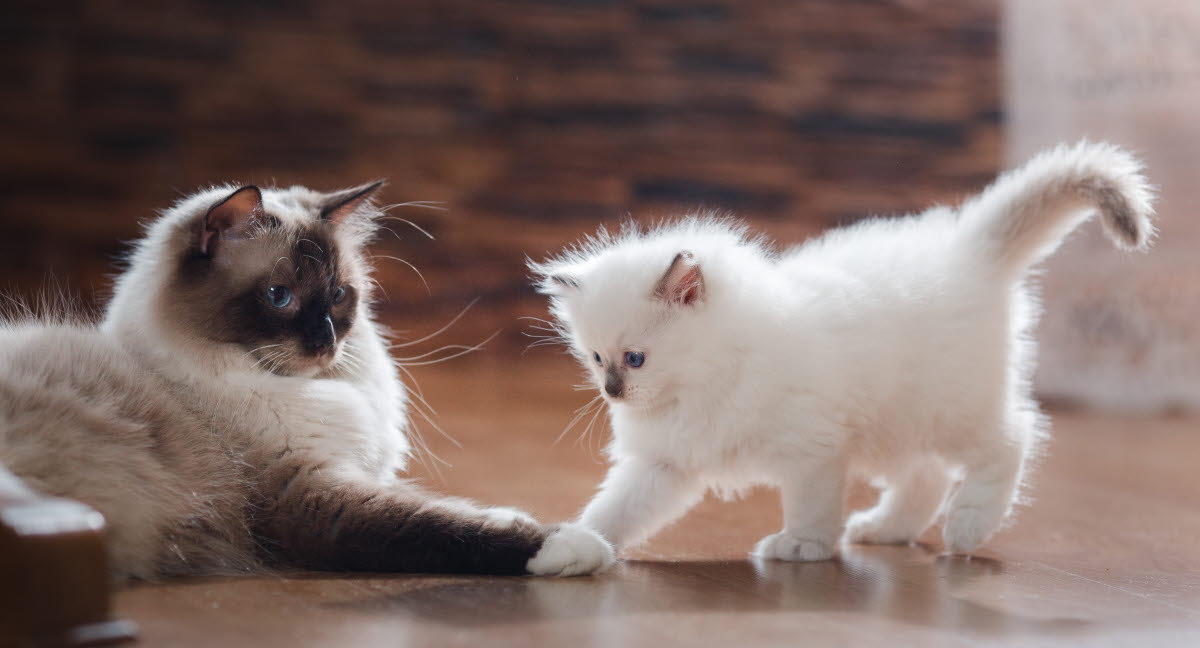 Ragdoll Katze: Steckbrief & Besonderheiten - Agria Tierversicherung